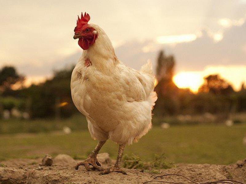 GUSTOR N’RGY, nutrientes y salud intestinal en pollos - Norel Nutrición ...