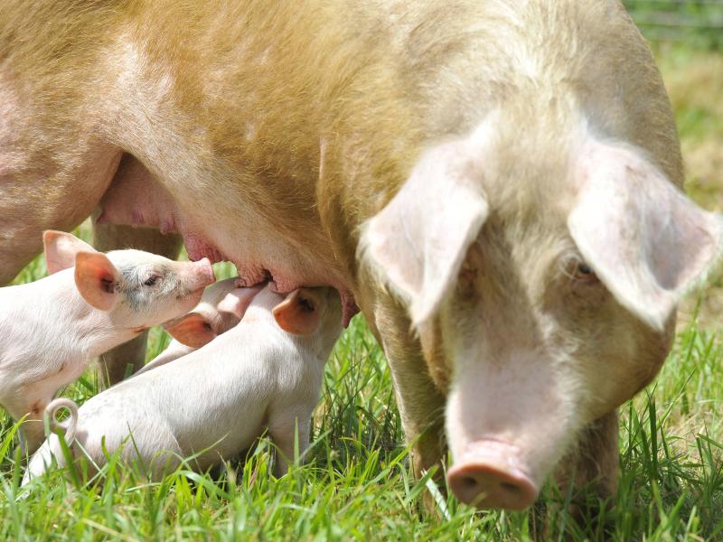 SUPLEMENTACIÓN CON BUTIRATO A CERDAS GESTANTES Y LECHONES. PARTE II ...