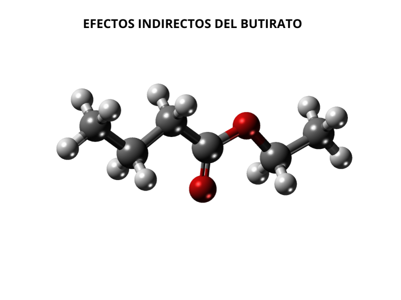 EFECTOS INDIRECTOS DEL BUTIRATO - Norel Nutrición Animal