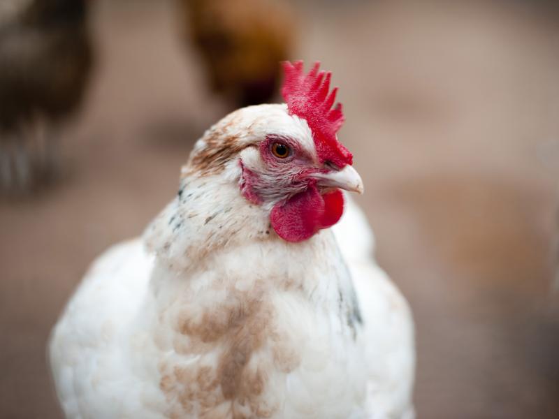 GUSTOR N’RGY y concentración de nutrientes en pollos - Norel Nutrición ...