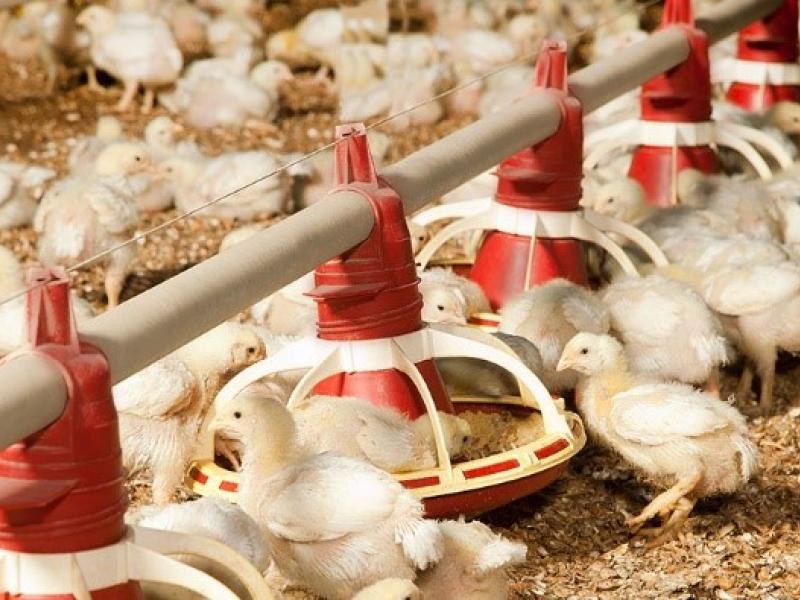 GUSTOR N'RGY improves broilers weight even if BMD is used in the diet ...