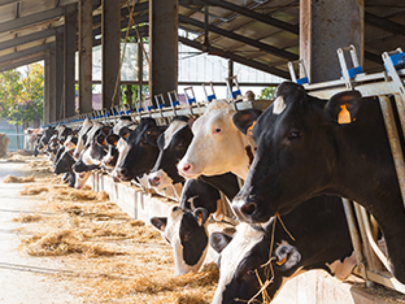 EFFECT OF ENCAPSULATED CHOLINE CHLORIDE ON MILK PERFORMANCE AND FEED ...