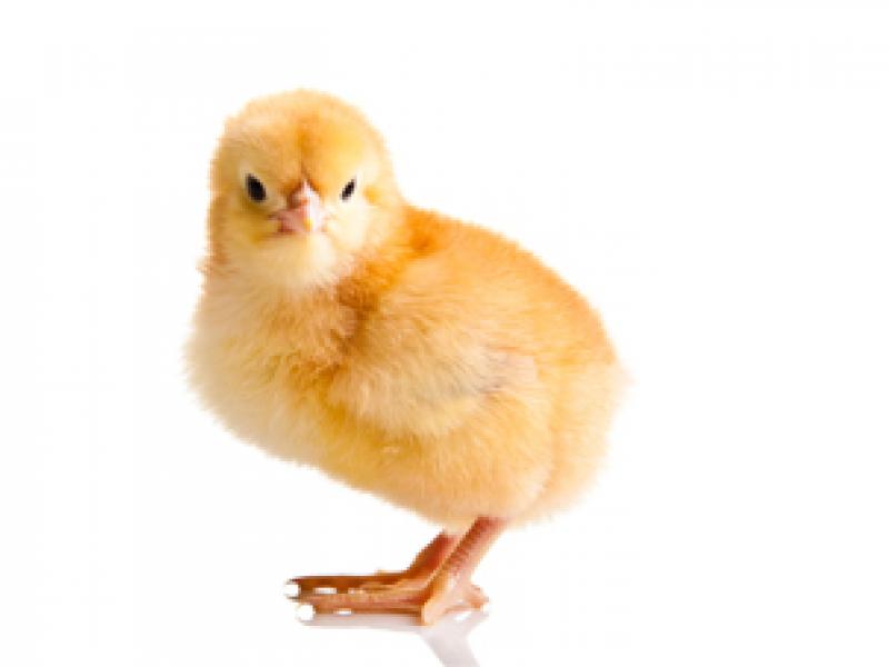 Evaluation of GUSTOR N’RGY, zinc bacitracin and their combination on ...