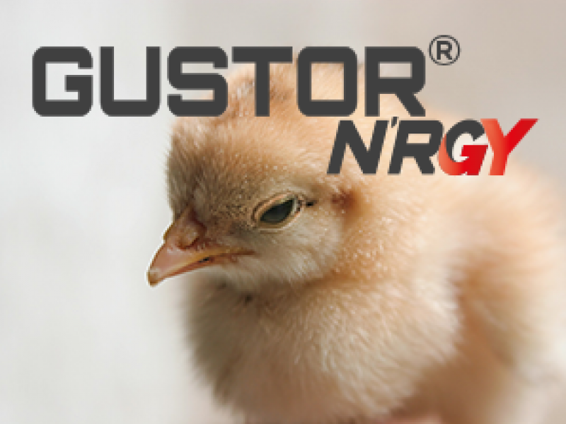Use of Gustor N’RGY in Broilers under Antibiotic Free Production System ...
