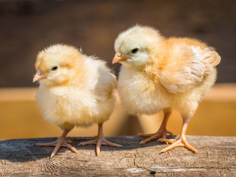 Gustor N’rgy and Nutrient Concentration on Broilers’ Early Phase ...