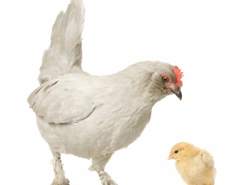 2012 Australian Poultry Science Symposium - Norel Nutrición Animal