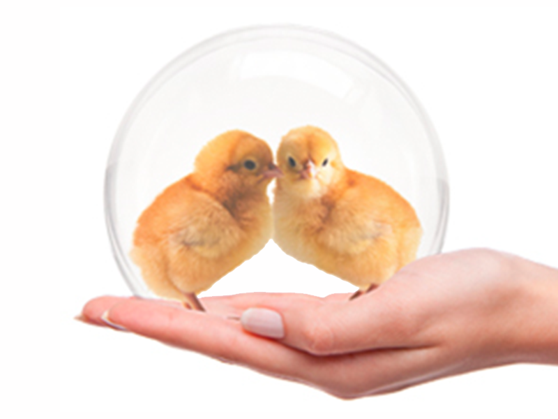 Efficacy of GUSTOR N’RGY in Different Nutrient Concentration Diets ...