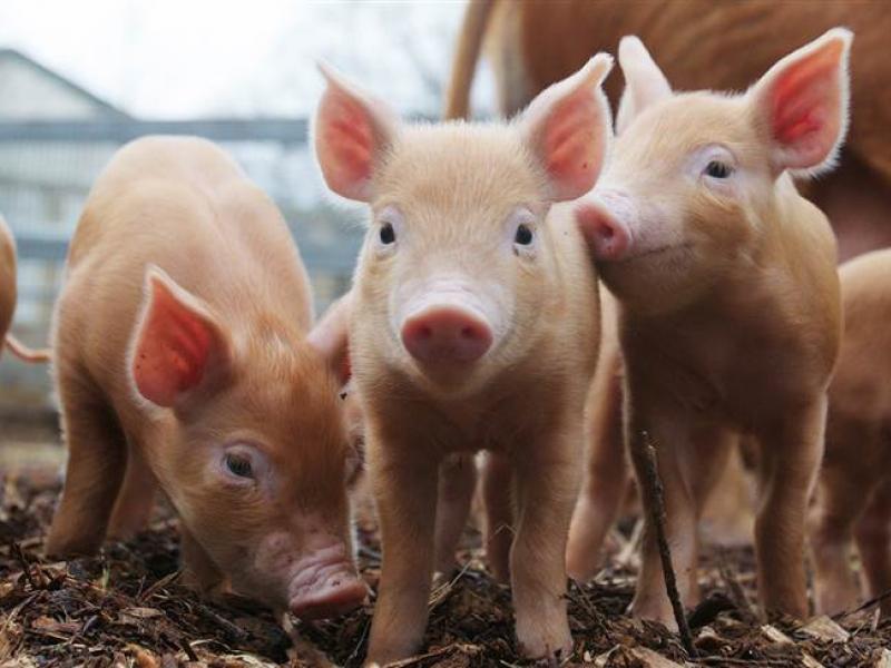 Use of organic acids and their salts in swine nutrition - Norel ...
