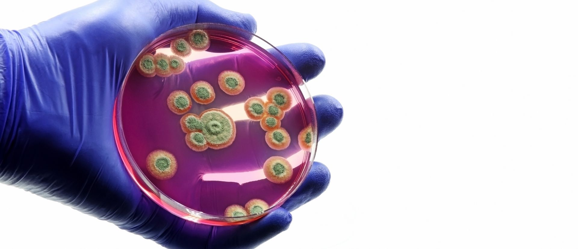 Secuestrantes de Micotoxinas - Norel Nutrición Animal