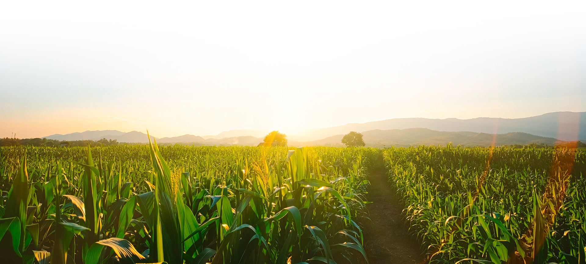 Products - Norel Nutrición Animal